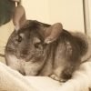 Do Chinchillas Recognize Their Owners? (Bonding & Tips)