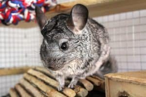 Why Do Chinchillas Lose Their Fur? (+How To Avoid Bald Spots)
