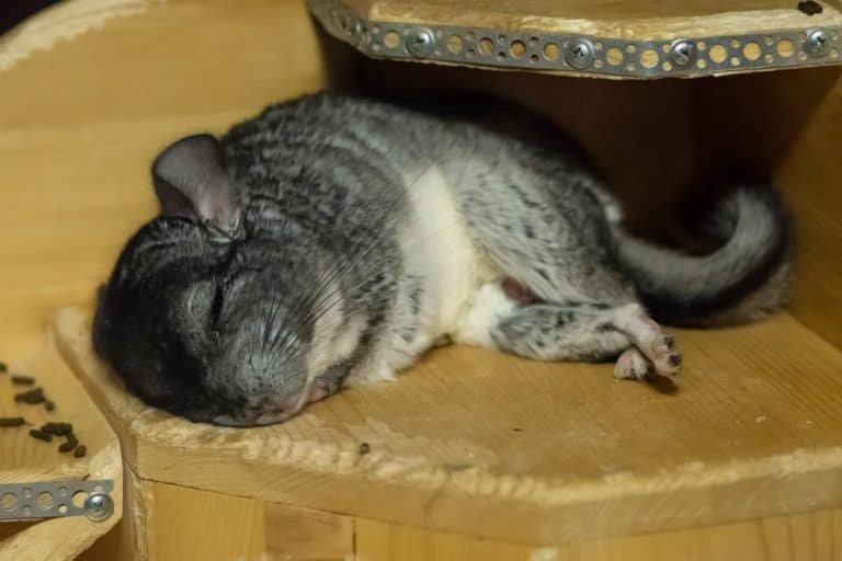 Chinchilla Teeth (Tooth Care, Vital Info & FAQs)