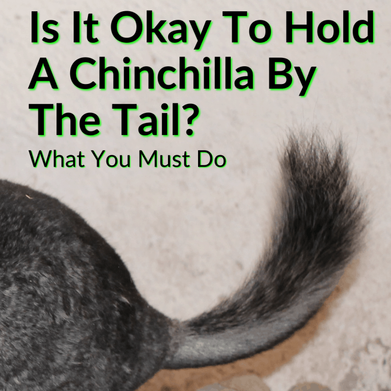 Is It Okay To Hold A Chinchilla By The Tail? (What You Must Do)