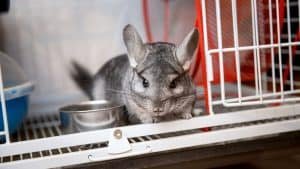 Chinchilla As A Pet (13 Pros & 9 Cons You Need To Know)