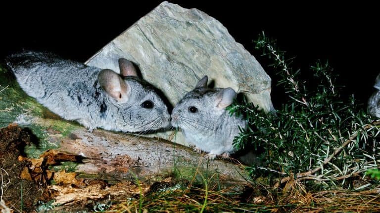 Breeding Chinchillas (Everything You Need To Know)
