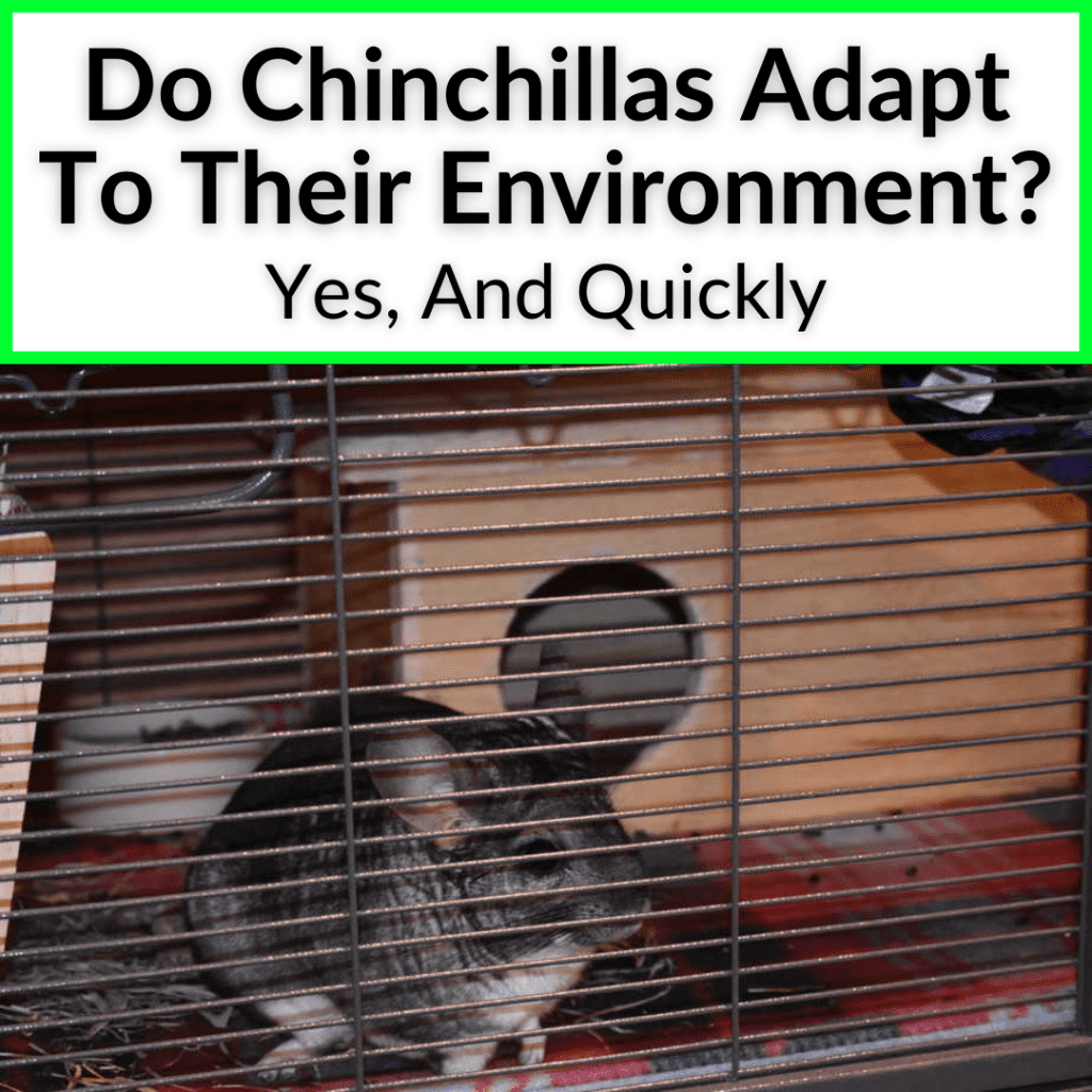 Do Chinchillas Adapt To Their Environment? (Yes, And Quickly)