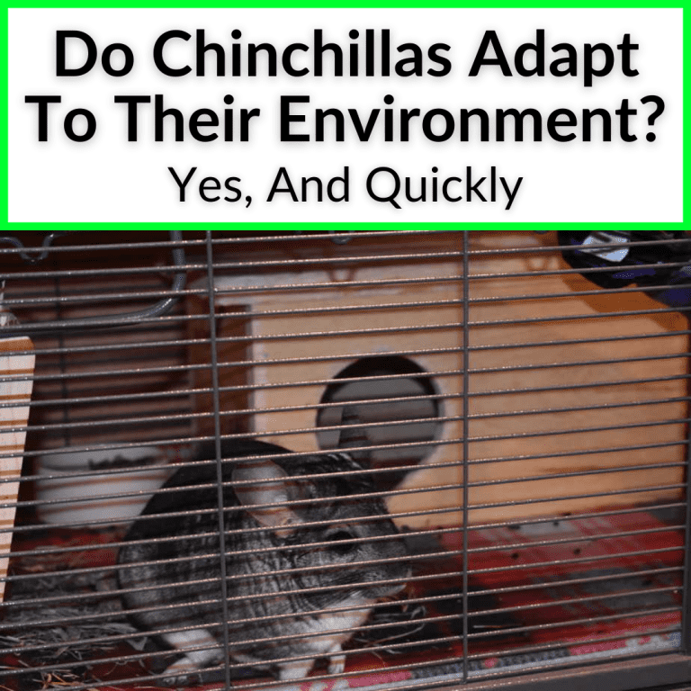 Do Chinchillas Adapt To Their Environment? (Yes, And Quickly)