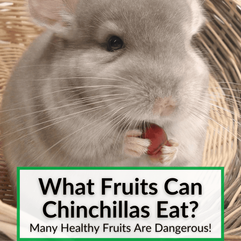 What Fruits Can Chinchillas Eat? (Many Healthy Fruits Are Dangerous!)