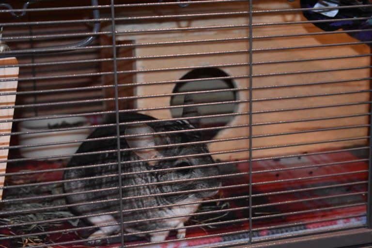 Do Chinchillas Adapt To Their Environment? (Yes, And Quickly)