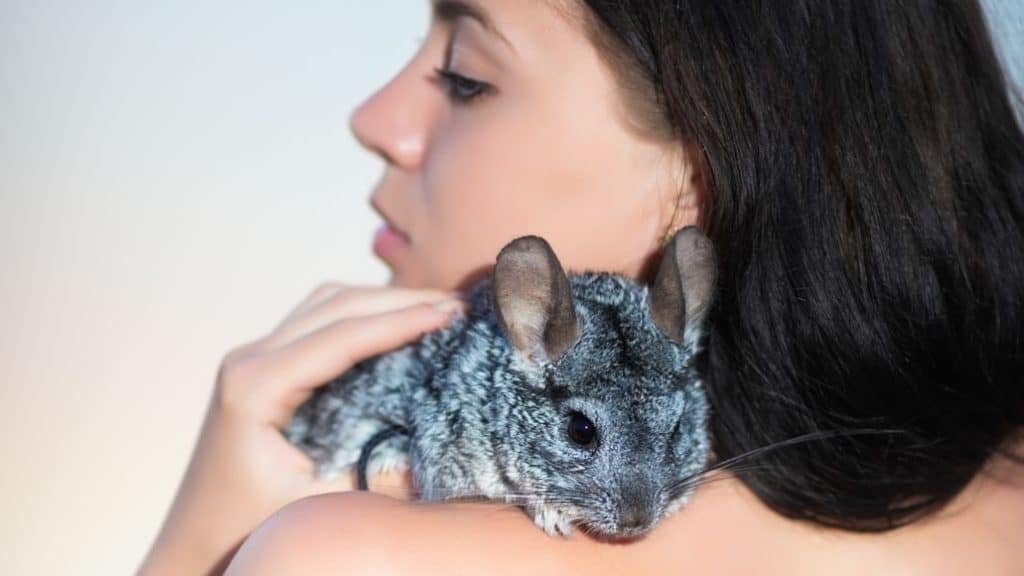 How To Play With A Chinchilla (8 Fun Games + Tips!)