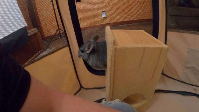 What Do Degus Eat? (Best Degu Food To Feed Your Pet)