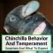 Chinchilla Behavior And Temperament (Surprises And What To Expect)