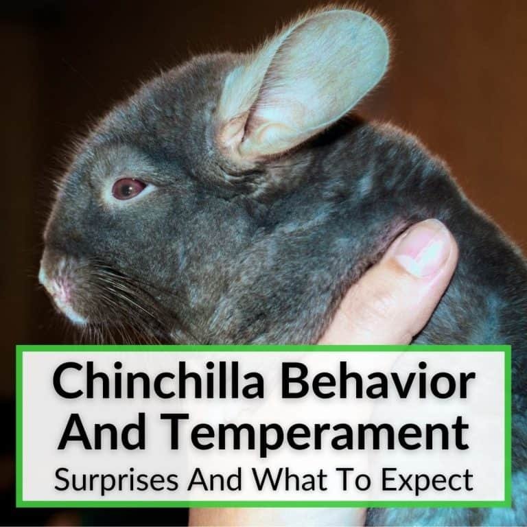 Chinchilla Behavior And Temperament (Surprises And What To Expect)