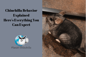 Chinchilla Behavior and Temperament [Here’s What to Expect]