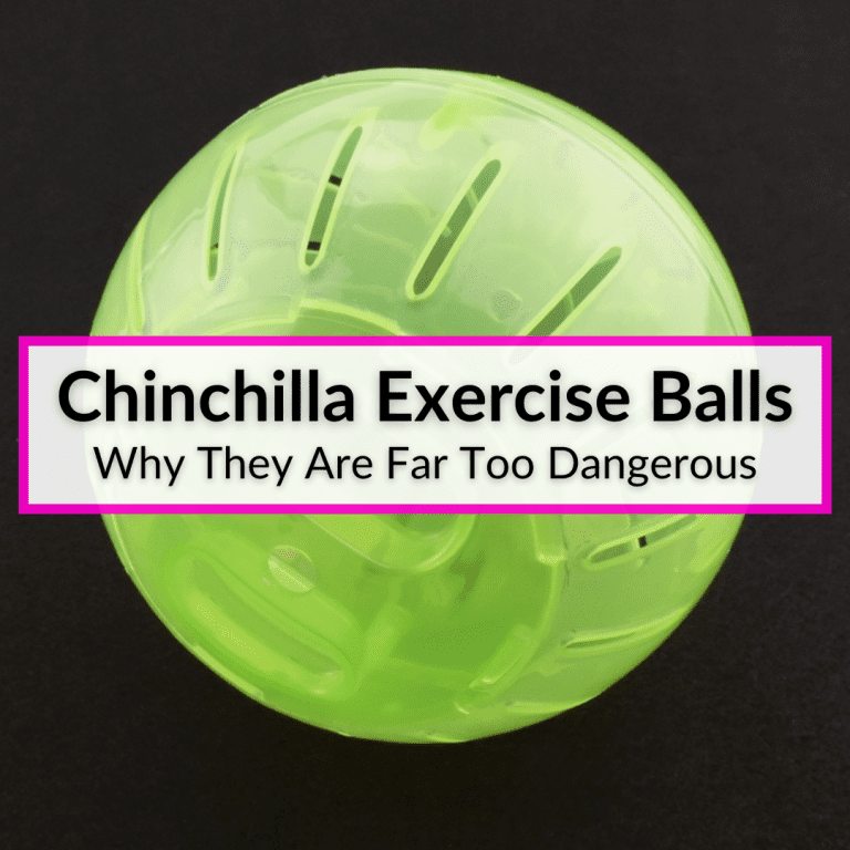 Chinchilla Exercise Balls (Why They Are Far Too Dangerous)