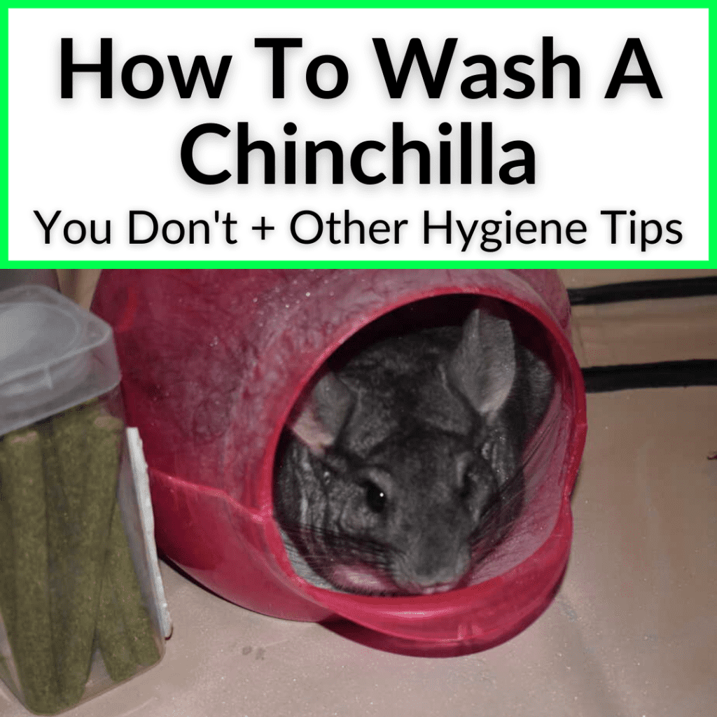 How To Wash A Chinchilla (You Don't + Other Hygiene Tips)