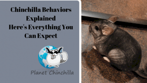 Chinchilla Behavior and Temperament [Here’s What to Expect]