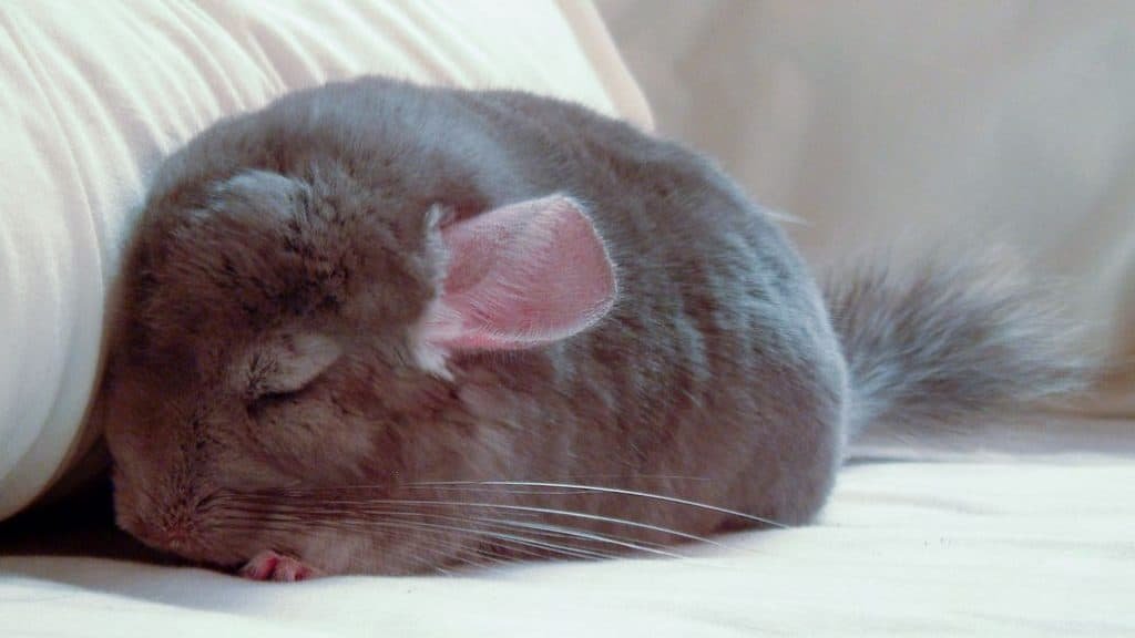 Chinchilla Behavior And Temperament (Surprises And What To Expect)
