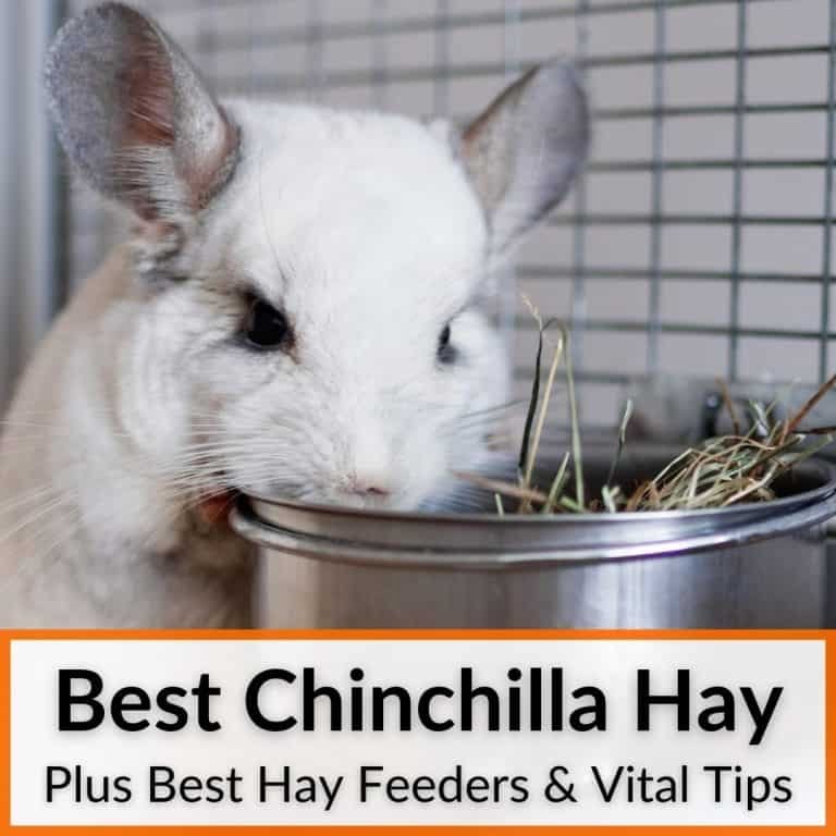 Best Chinchilla Hay Plus Best Hay Feeders And Vital Tips