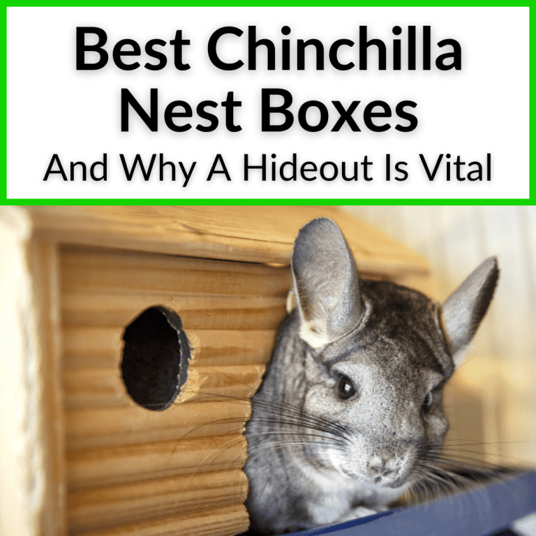 Best Chinchilla Nest Boxes (And Why A Hideout Is Vital)