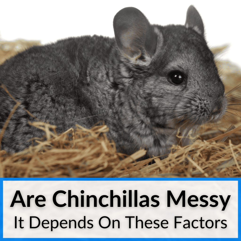 Are Chinchillas Messy? (Depends On These Factors)