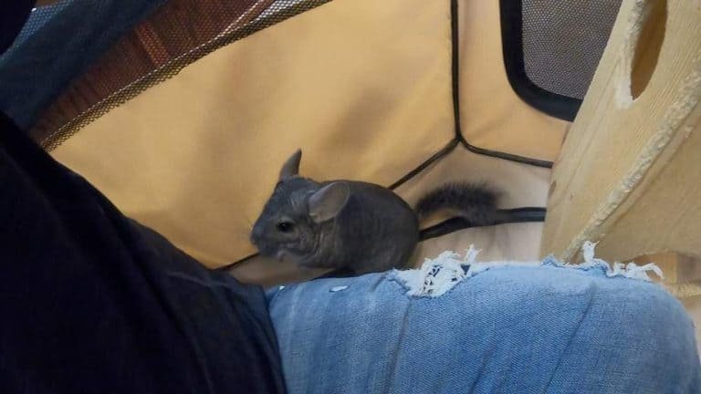 Chinchilla Chewing On Cage (9 Surprising Causes And What To Do)