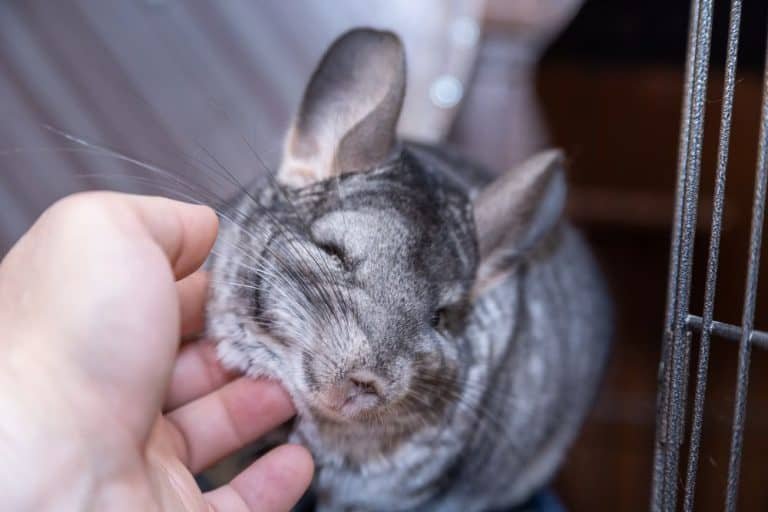 Chinchilla Characteristics (A Comprehensive Guide)