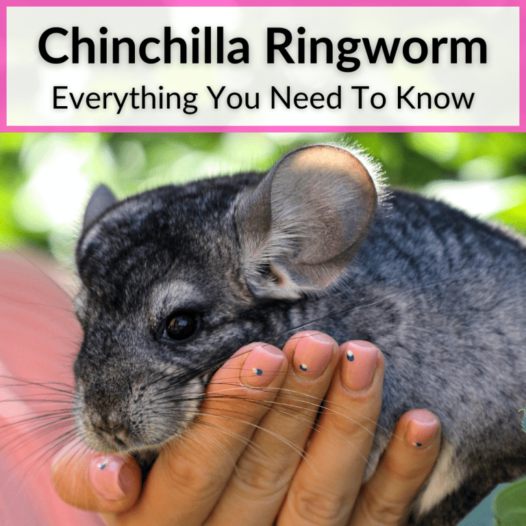 Chinchilla Ringworm (Everything You Need To Know)