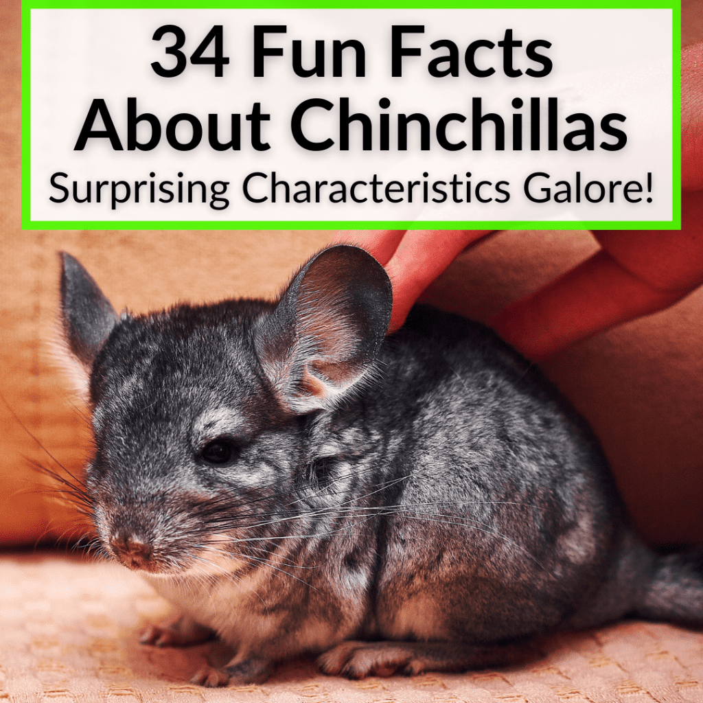 34 Fun Facts About Chinchillas (Some Surprising Stuff!)
