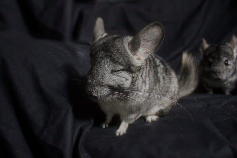 Chinchilla Health Issues (Everything You Need To Know)