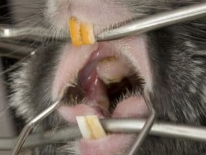 Chinchilla Adaptations (8 Behavioral & 9 Physical)
