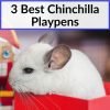 3 Best Chinchilla Playpens (Safe, Affordable & Exercise Friendly)
