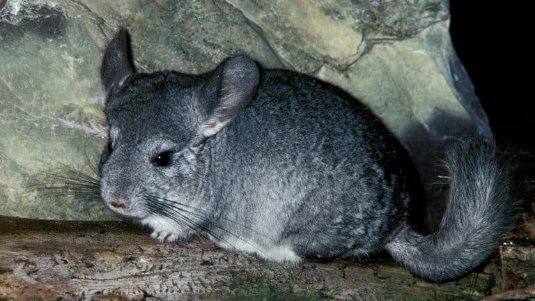 Where Do Chinchillas Come From? (Fascinating Facts)