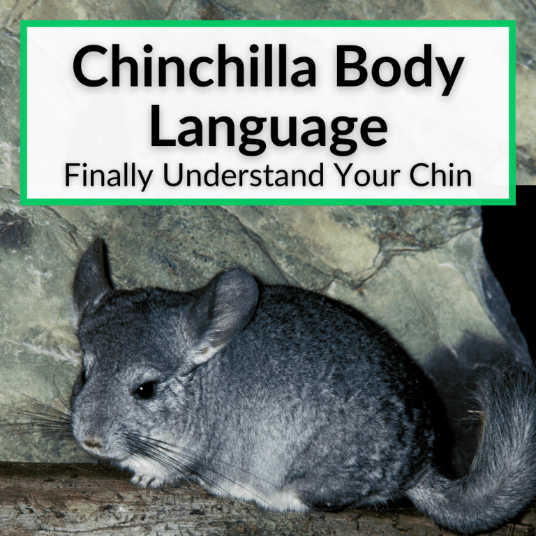 Chinchilla Body Language (Finally Understand Your Chin)