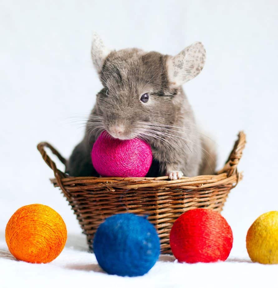 What Do Chinchillas Like To Play With? (A Few Suggestions)