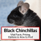 Black Chinchillas (Vital Facts, Pricing, Options & How to Find)