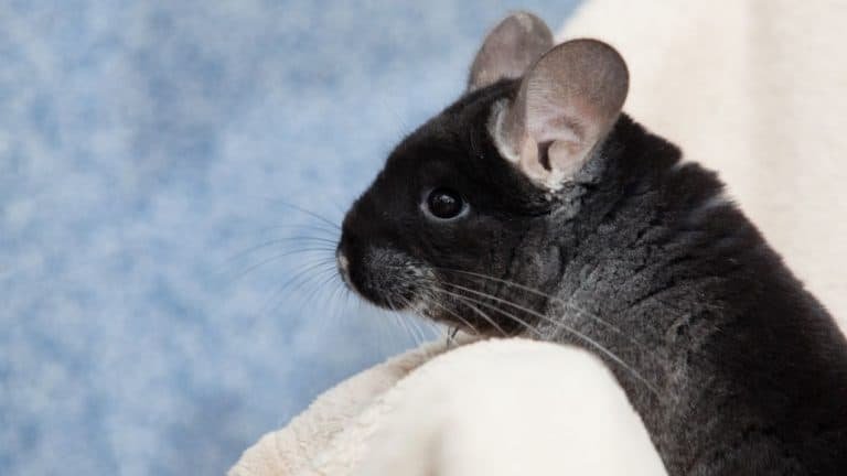 Black Chinchillas (Vital Facts, Pricing, Options & How to Find)