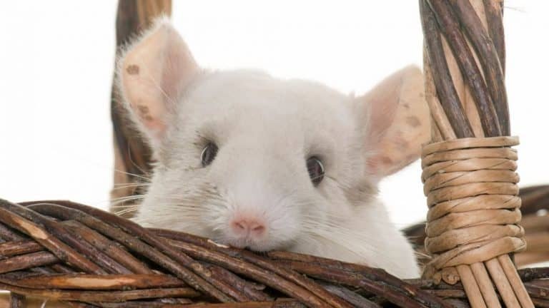 Chinchilla Teeth (Tooth Care, Vital Info & FAQs)