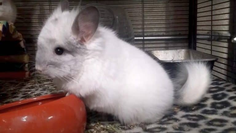 What Is An Angora Chinchilla? (Main Differences & Vital Facts)