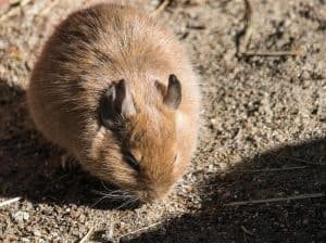 What Is A Degu? (Everything You Need To Know)