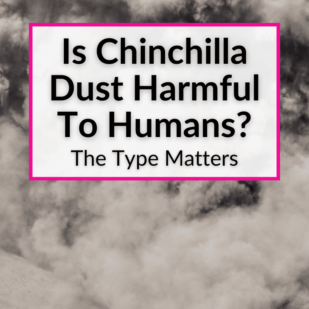 Is Chinchilla Dust Harmful To Humans? (The Type Matters)