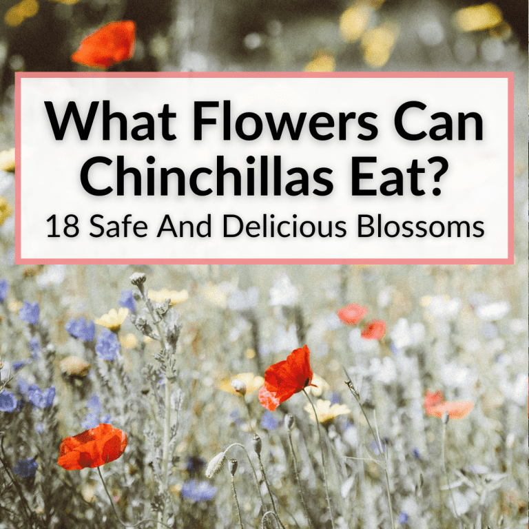 What Flowers Can Chinchillas Eat? (18 Delicious Blossoms)