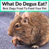 What Do Degus Eat? (Best Degu Food To Feed Your Pet)