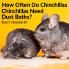 How Often Do Chinchillas Need Dust Baths? (Don't Overdo It!)