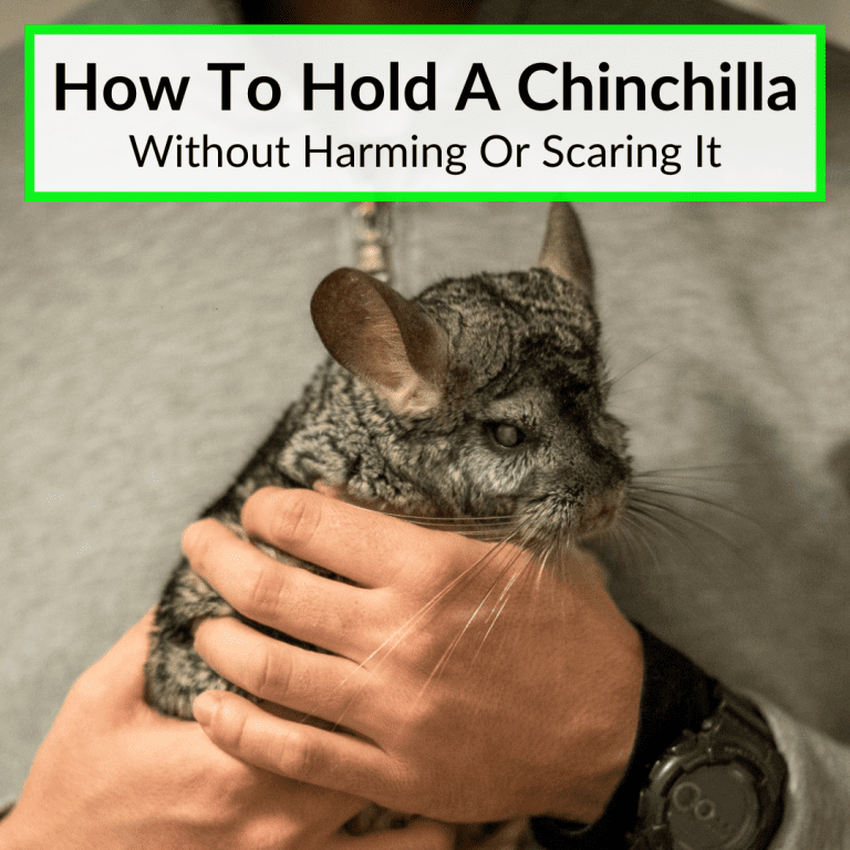 How To Hold A Chinchilla (Without Harming Or Scaring It)