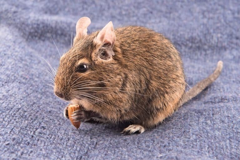 Animals That Look Like Chinchillas (18 Adorable Look-Alikes!)