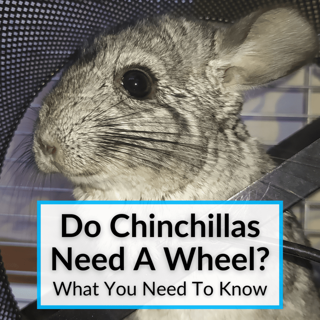 Do Chinchillas Need A Wheel? (What You Need To Know)