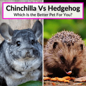 Do Chinchillas Get Scared Easily? (And How To Fix It)