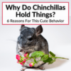 Why Do Chinchillas Hold Things? (6 Reasons For This Cute Behavior)