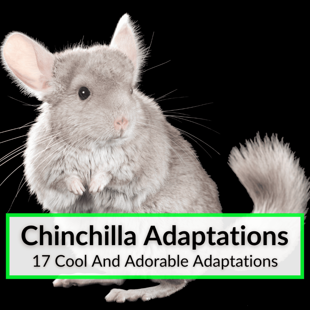 Chinchilla Adaptations (8 Behavioral & 9 Physical)