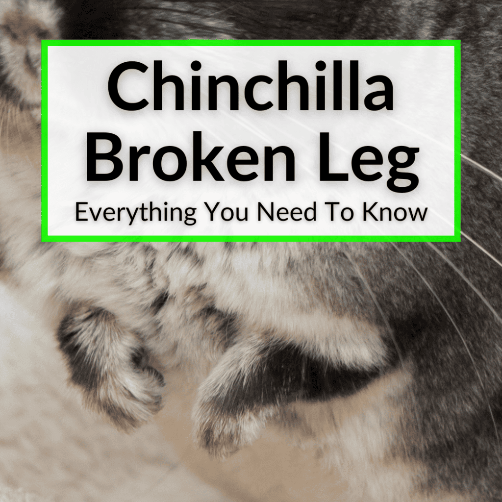 Chinchilla Behavior And Temperament (Surprises And What To Expect)