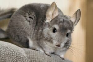 Chinchilla Adaptations (8 Behavioral & 9 Physical)