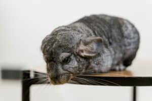 Chinchilla Adaptations (8 Behavioral & 9 Physical)